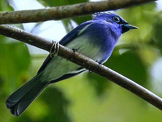 Short-crested Monarch - Hypothymis helenae - Birds of the World