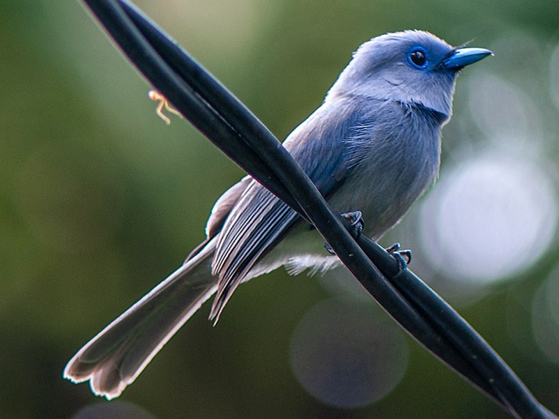 Pale-blue Monarch - eBird