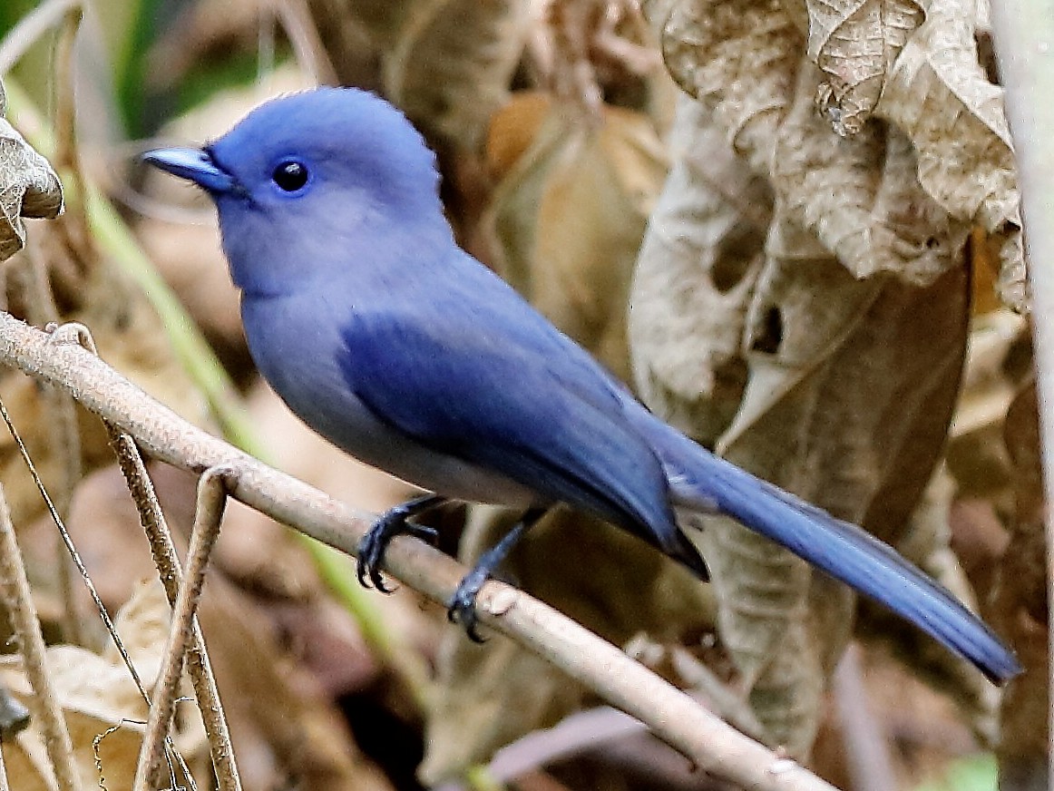 Pale-blue Monarch - eBird