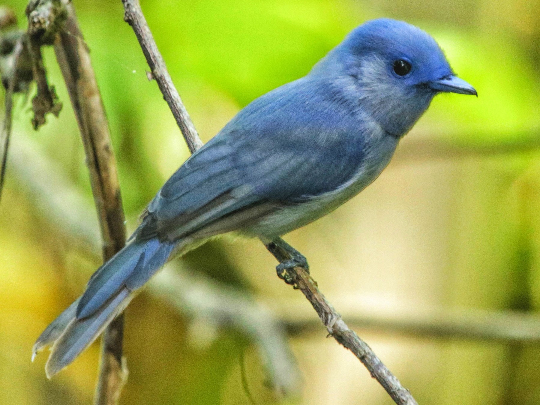 Pale-blue Monarch - eBird