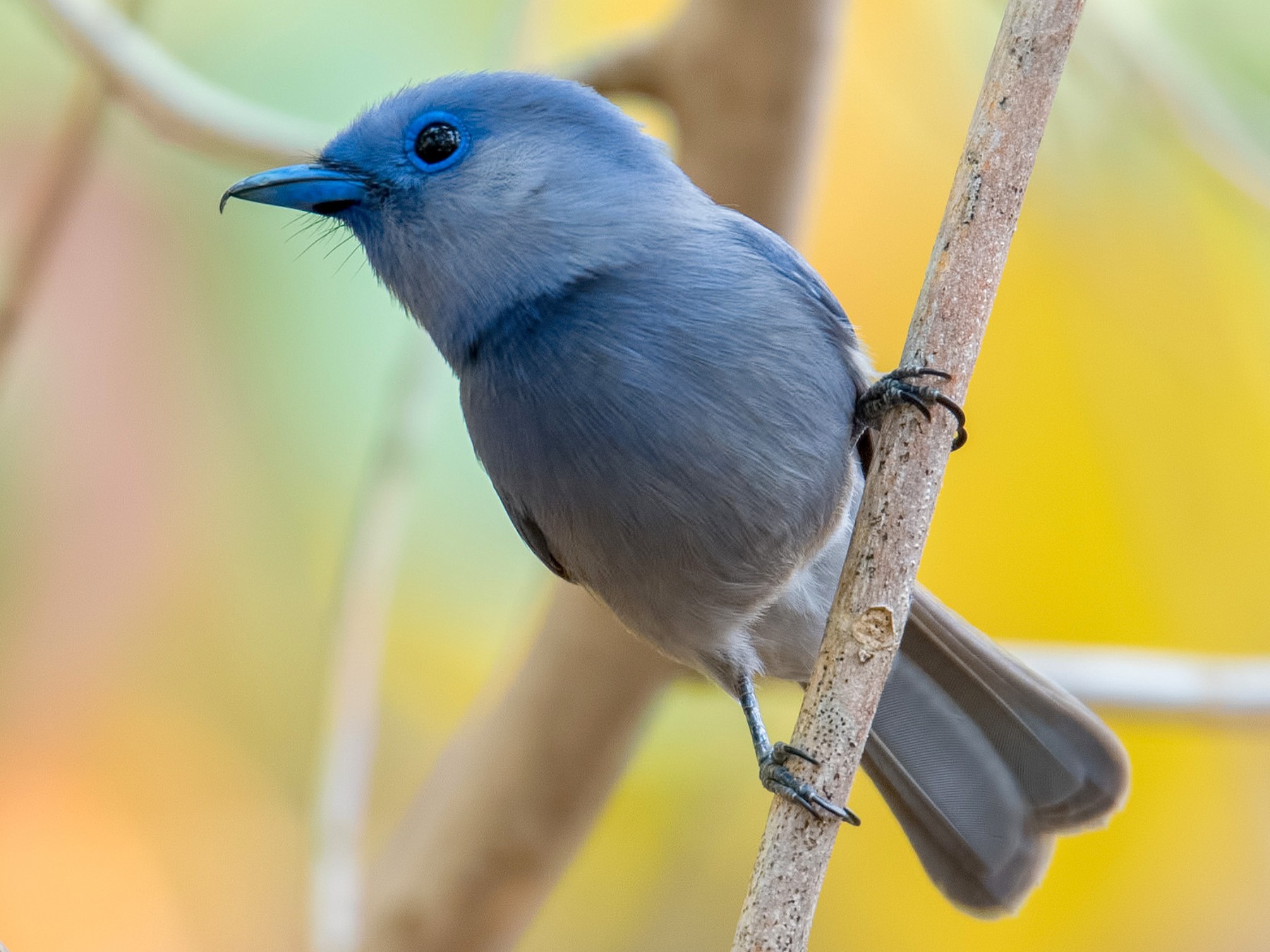 Pale-blue Monarch - eBird