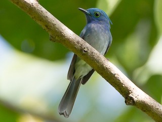 Celestial Monarch - eBird