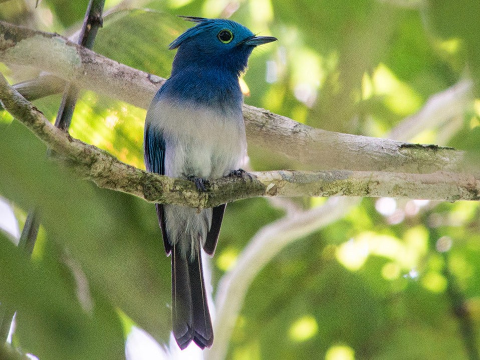 Celestial Monarch - eBird