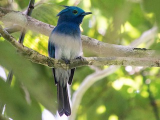 Celestial Monarch - eBird
