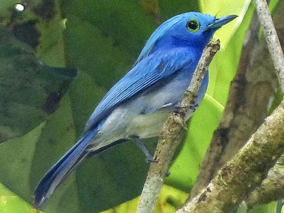 Celestial Monarch - Hypothymis coelestis - Birds of the World