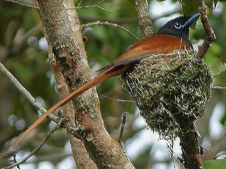 Bates's Paradise-Flycatcher - Terpsiphone batesi - Birds of the World