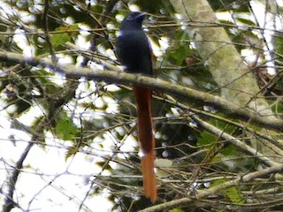 Bates's Paradise-Flycatcher - eBird