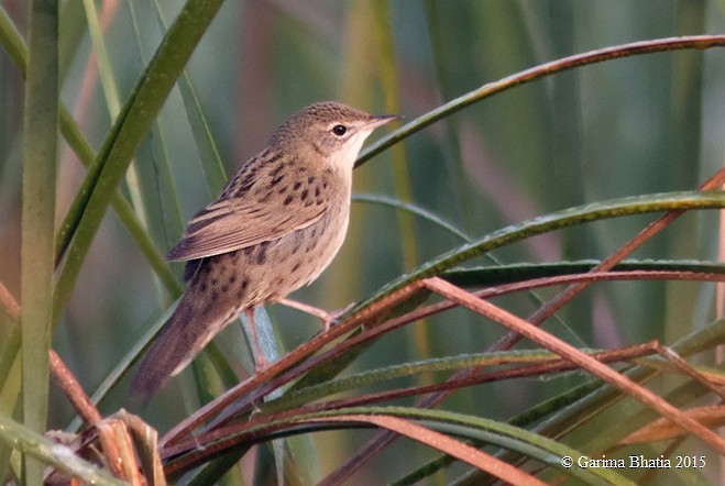 eBird Checklist - 5 Dec 2015 - Karhal Bypass Road, Karhal - 1 species