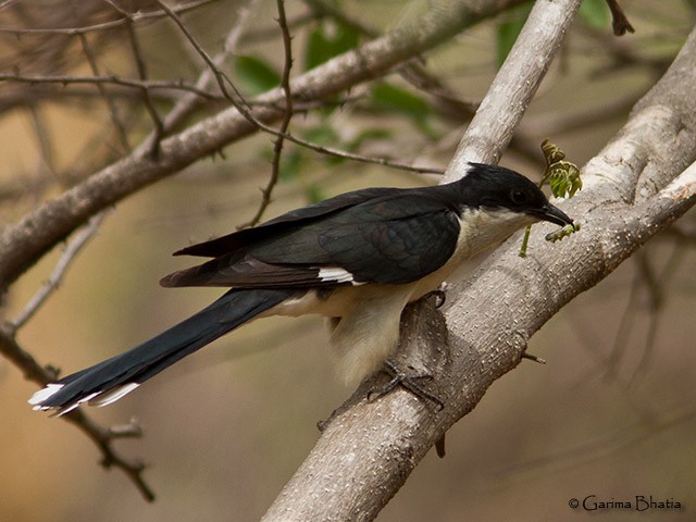 eBird Checklist - 21 Jun 2013 - Timbaktu Farm - 3 species