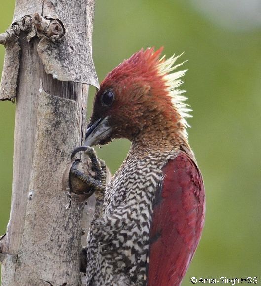 eBird Checklist - 13 Dec 2011 - Taman Canning - 1 species