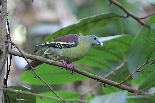 Punai lengguak (hypothapsinus) - eBird