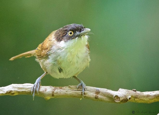 Dark-fronted Babbler (atriceps) - eBird