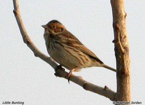 eBird Checklist - 14 Jan 2003 - 鄱阳湖国家湿地公园 (Poyang Lake National Wetland ...