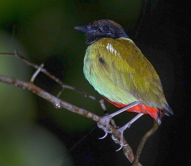 Hooded Pitta (Nicobar) - eBird
