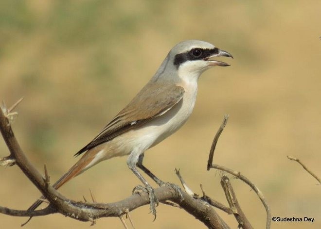 Red-backed x Red-tailed Shrike (hybrid) - eBird