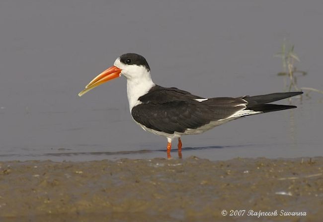 eBird Checklist - 3 Nov 2007 - Harike Bird Sanctuary - 1 species