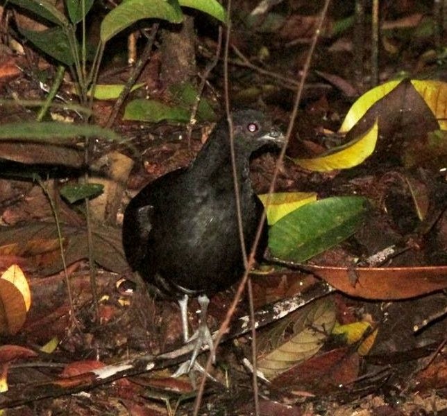 Perdiz negra - eBird