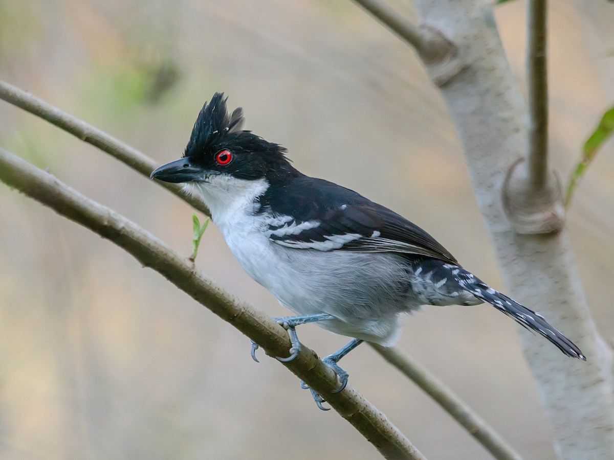 Great Antshrike - Taraba major - Birds of the World