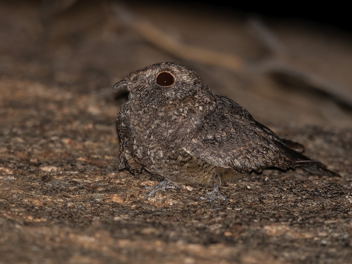 Freckled Nightjar - Caprimulgus tristigma - Birds of the World