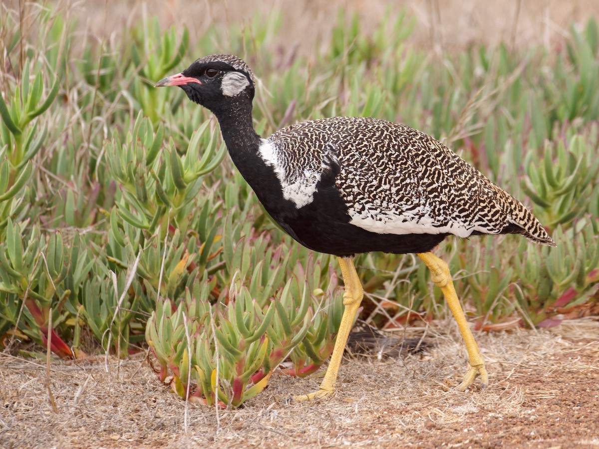 Black Bustard - Afrotis afra - Birds of the World