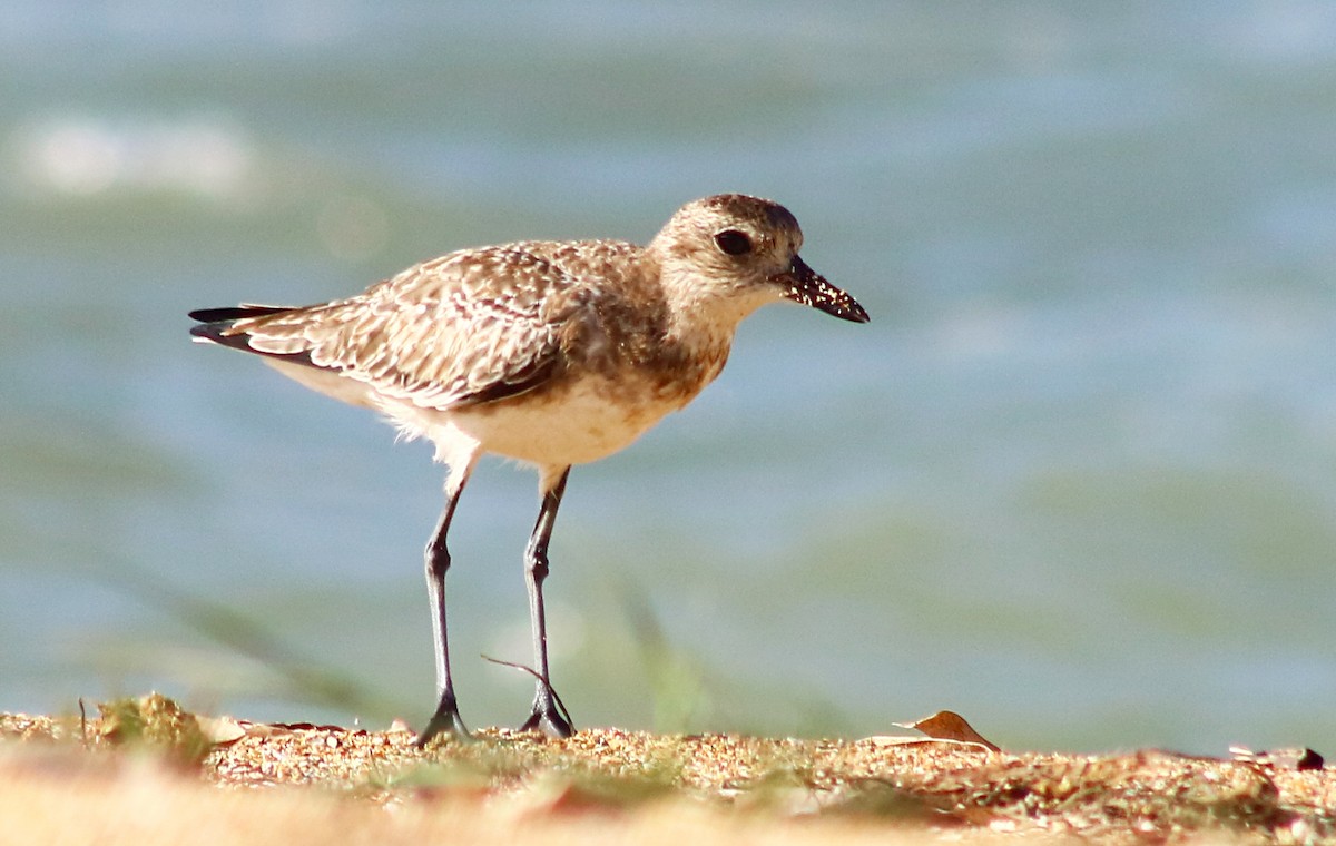eBird Checklist - 4 Oct 2021 - Paraguana--Playas de Tumatey - 7 species