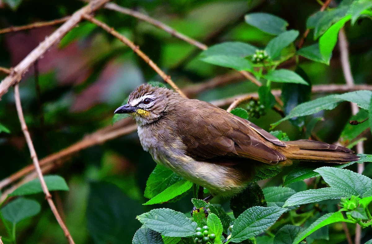 ML380004801 - White-browed Bulbul - Macaulay Library