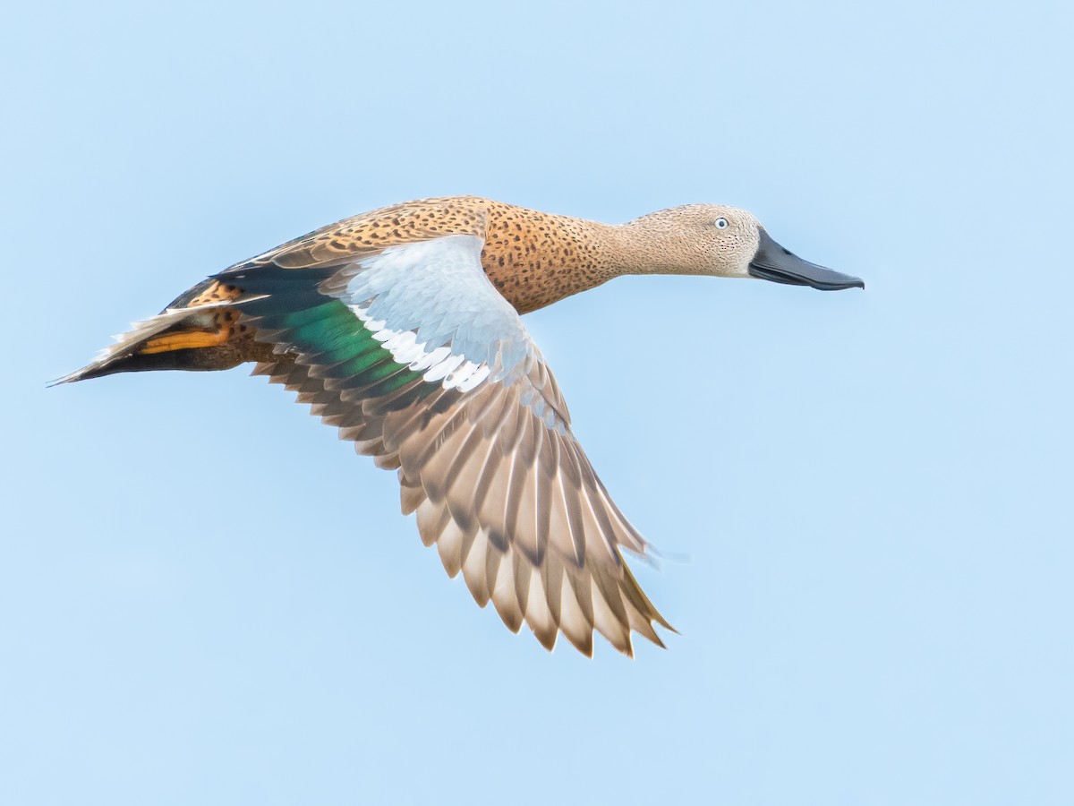 Red Shoveler - Spatula platalea - Birds of the World