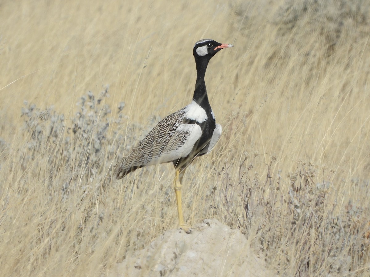 White-quilled Bustard - Afrotis afraoides - Birds of the World