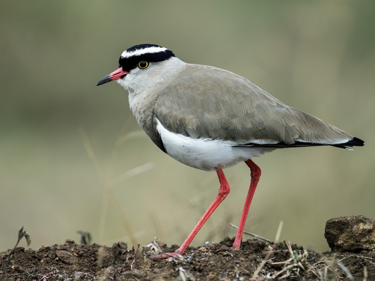 Crowned Lapwing - Vanellus coronatus - Birds of the World