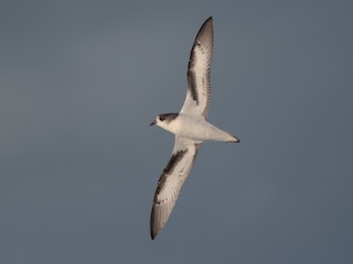 Bermuda Petrel - Pterodroma cahow - Birds of the World
