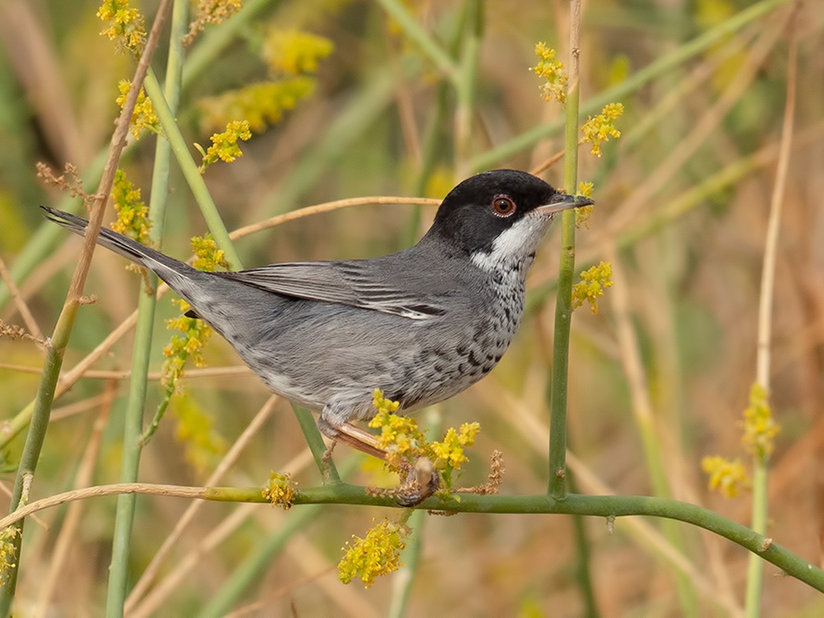 Cyprus Warbler - Curruca melanothorax - Birds of the World