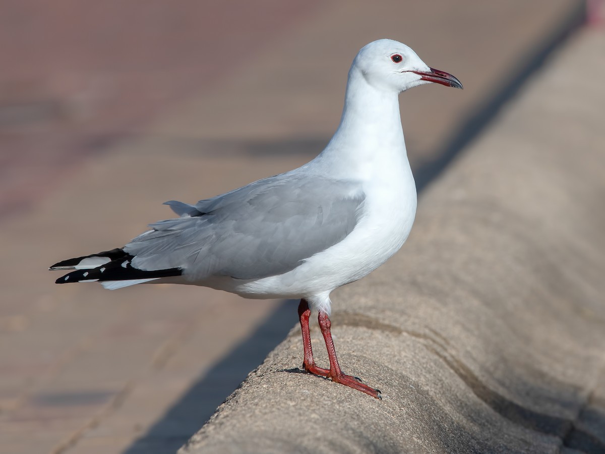 Hartlaub's Gull - Chroicocephalus hartlaubii - Birds of the World