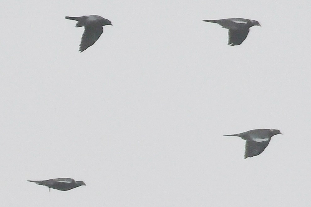 eBird Checklist - 17 Oct 2021 - Arnavutköy, Yassıören Köyü - 38 species