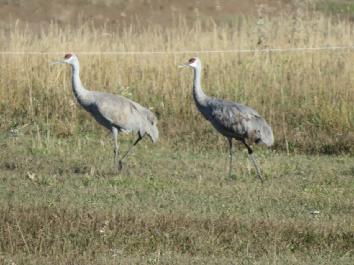 eBird Checklist - 17 Oct 2021 - Indian Ridge Farm - 3 species