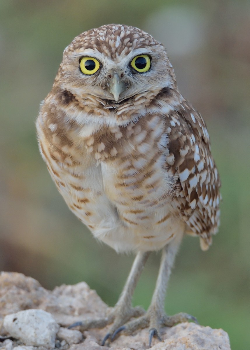 eBird Caribbean Checklist - 17 Oct 2021 - Bubali Bird Sanctuary - 63 ...