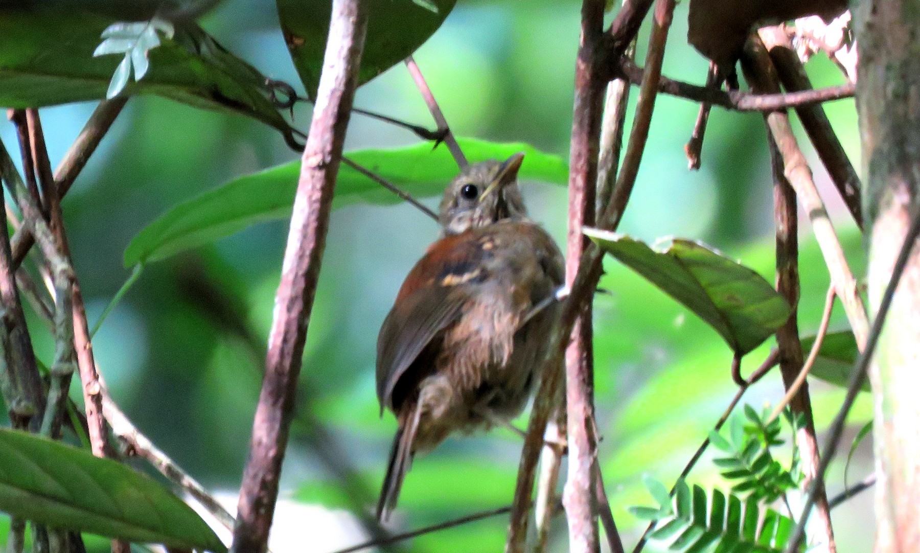 Rufous-backed Stipplethroat (Rufous-backed) - eBird