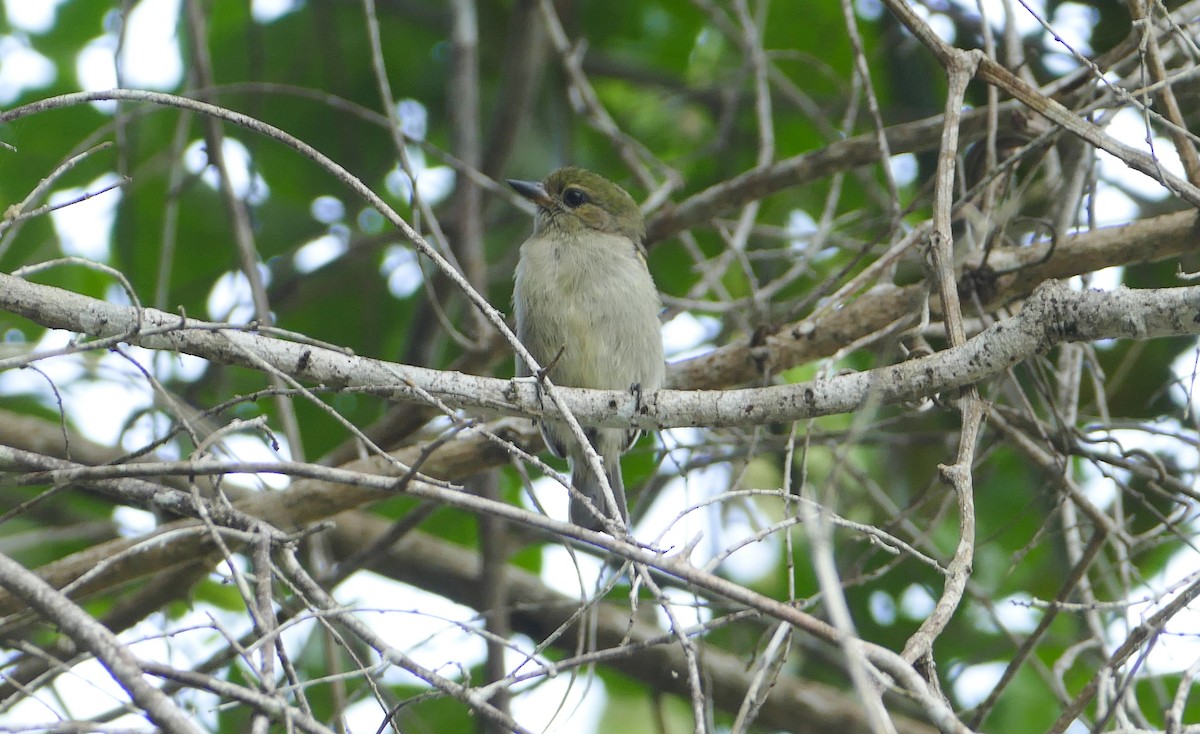 Green Tinkerbird - Pogoniulus simplex - Birds of the World