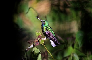 White-tailed Sabrewing - Campylopterus ensipennis - Birds of the World
