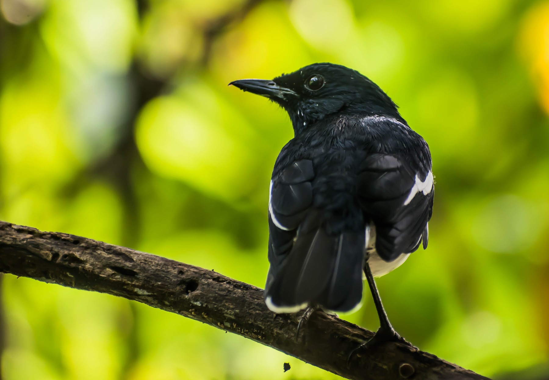 Oriental Magpie-Robin (Oriental) - eBird