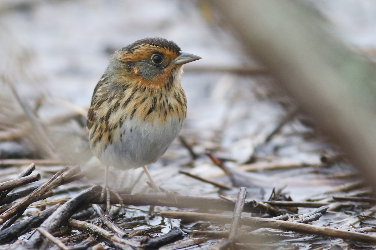 Saltmarsh Sparrow - Ammospiza caudacuta - Media Search - Macaulay ...