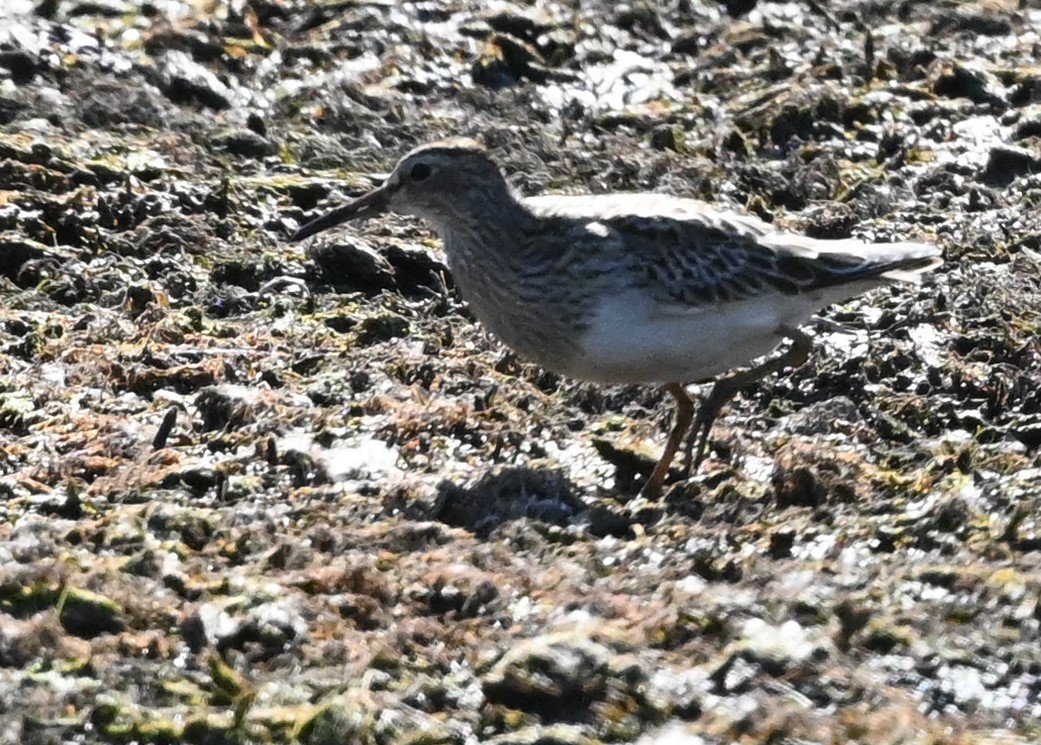 eBird Checklist - 16 Oct 2021 - 180th St. Marsh (Marshall's Marsh) - 14 ...