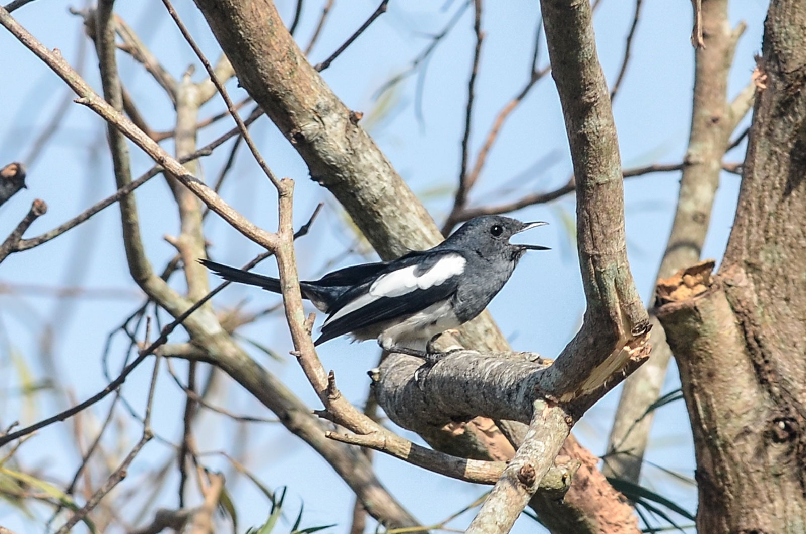 Philippine Magpie-Robin - eBird