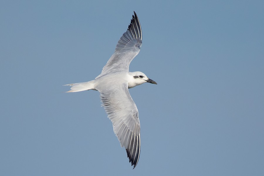 Gull-billed Tern (Gull-billed) - eBird