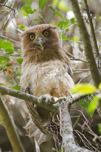 Philippine Eagle Owl