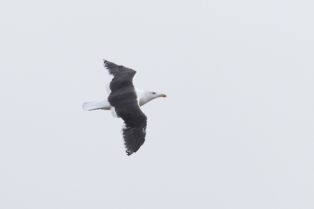 eBird Checklist - 20 Oct 2021 - Dungeness RSPB Reserve - 27 species