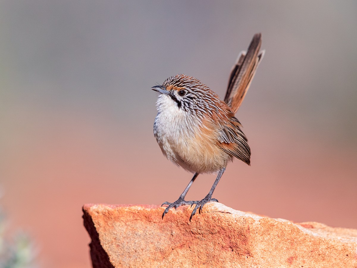 Opalton Grasswren - Amytornis rowleyi - Birds of the World