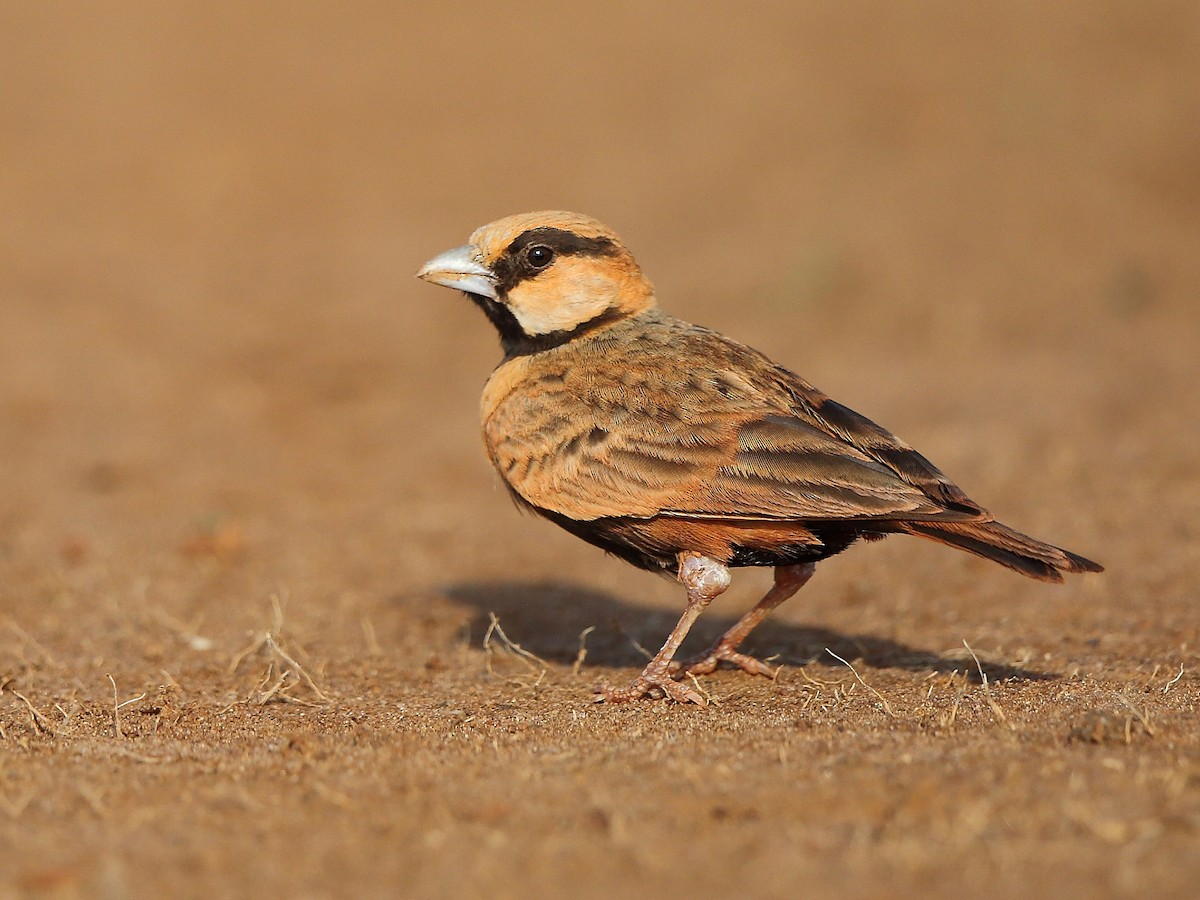 Ashy-crowned Sparrow-Lark - Eremopterix griseus - Birds of the World