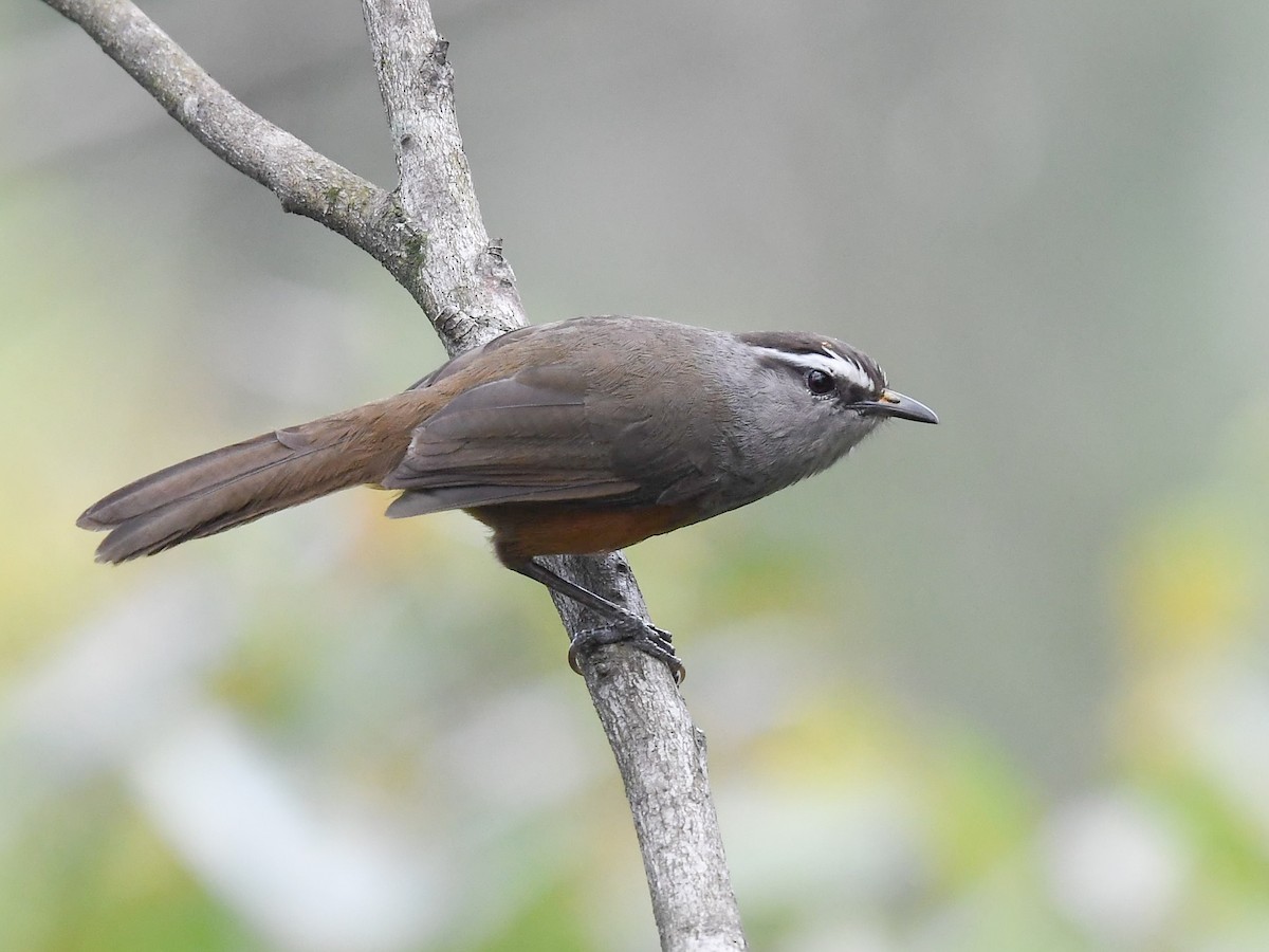 Palani Laughingthrush - Montecincla fairbanki - Birds of the World