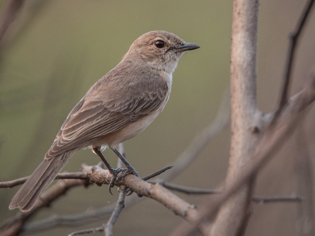 Pale Flycatcher - Agricola pallidus - Birds of the World