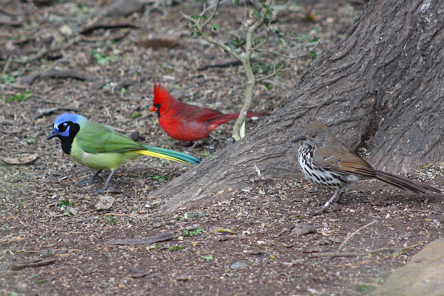 Paseriforme sp. - eBird